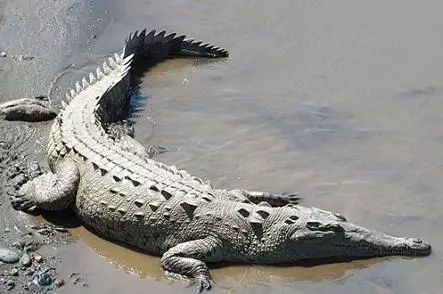Crocodlus akutus - Ameriken kwokodil