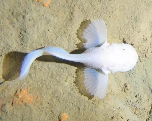 نوع جدیدی از ماهی ها در عمق بزرگ یافت می شود