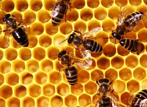Spremljanje okoljskega stanja z uporabo čebel