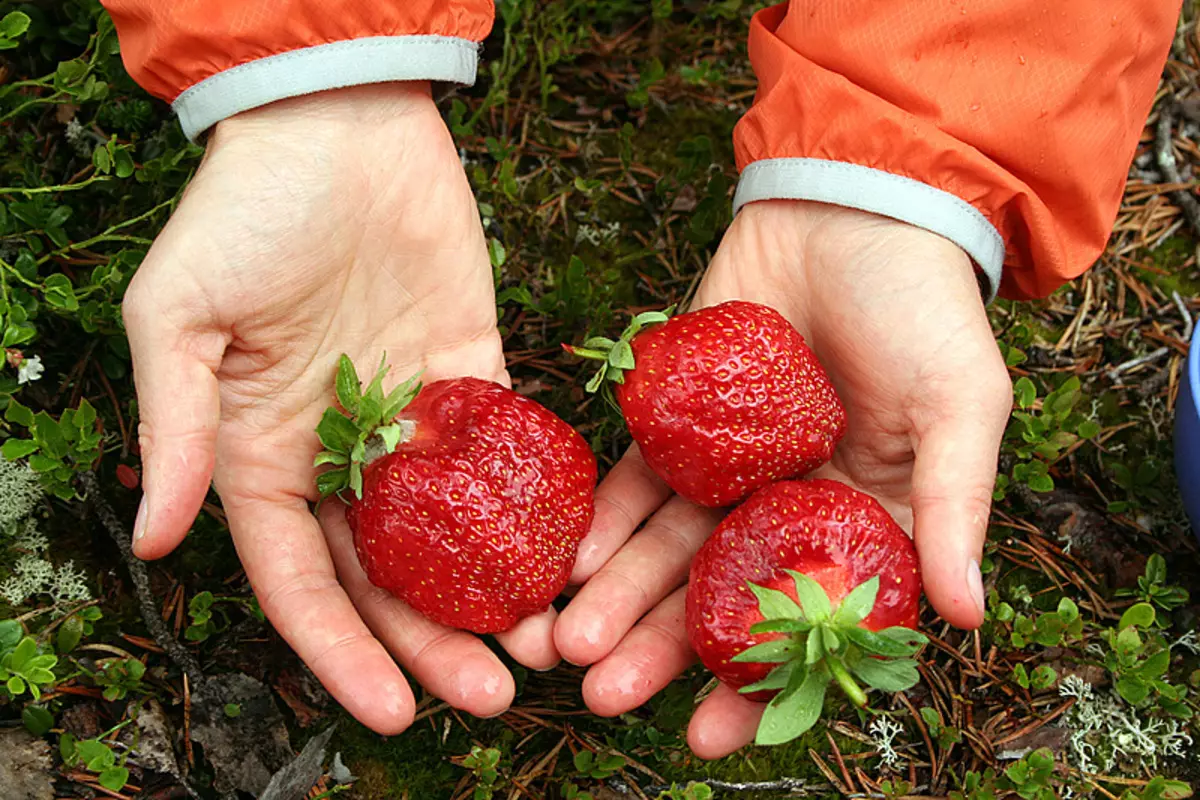 Mudança climática: morango crescerá na Gronelândia!