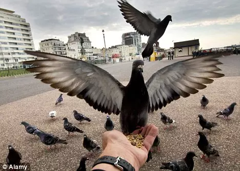 Porumbeii sunt capabili să recunoască oamenii în față