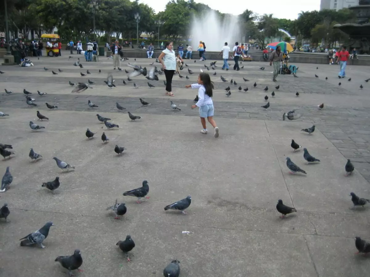 Porumbeii urbani își amintesc de susținătorii lor și nu le-au confundat niciodată cu bolnavi