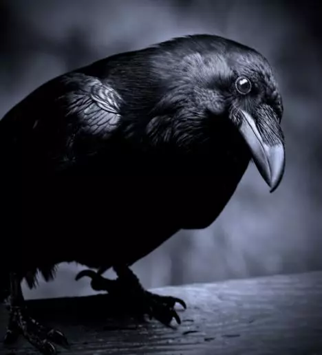 Els corbs no obliden les cares dels delinqüents i adverteixen els seus parents d'ells