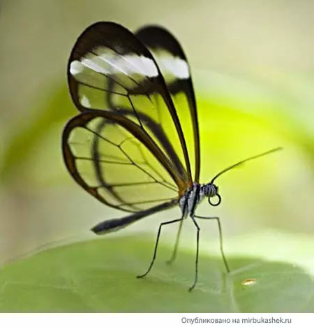 What you did not know about butterflies