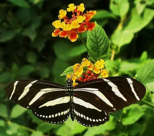 Heliconide