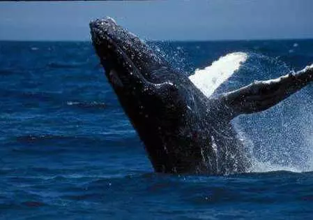 I Stillehavet markerer Væksten i Whale Population