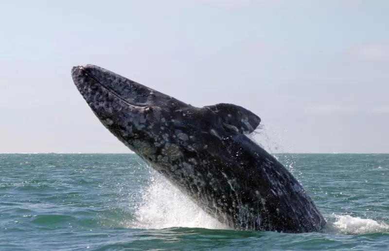 クジラのバージョンの1つによると、寄生虫から皮膚を清掃するために水から飛び出した