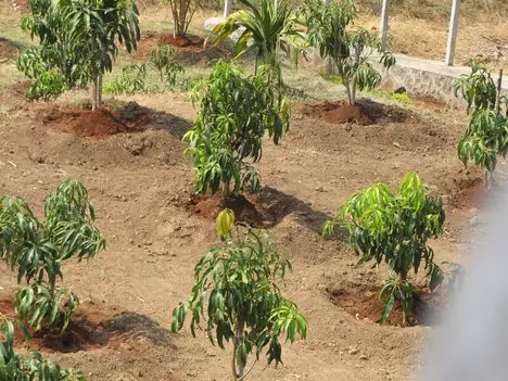 Plantare de copaci