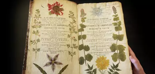 Vintage Herbarium.