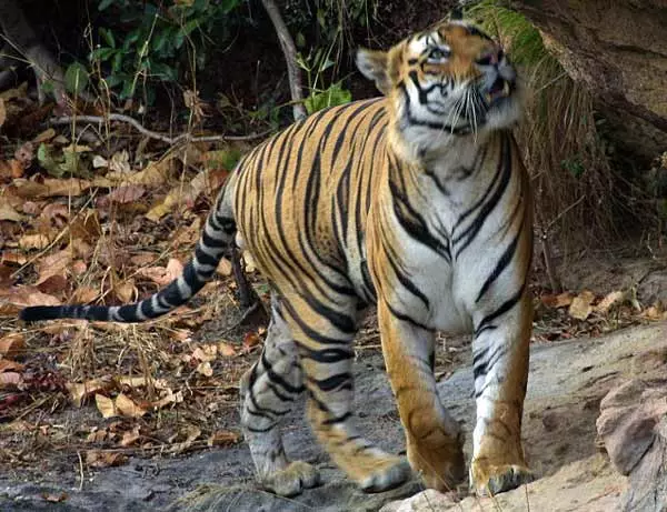 Tiger 'Musong oa Bhutan - Tšepo ea ho pholoha