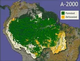Amazon անտառները դեռ կենդանի են, եւ հույս կա նրանց փրկության համար
