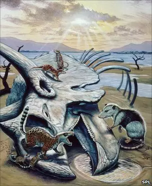 Dinozavr ölümü ekoloji məməlilərdəki heyvan nişlərinin genişlənməsinə səbəb oldu