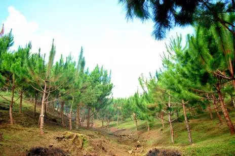 Pine slijetanje u podnožju planine