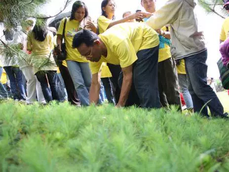 Els activistes planten arbres a apot