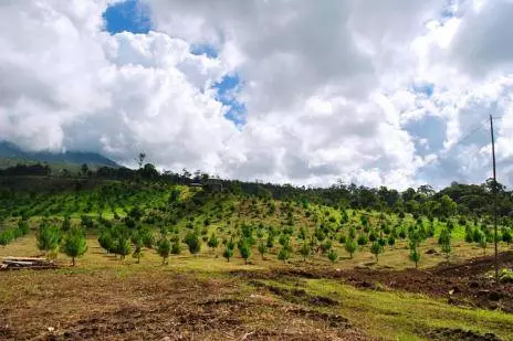 30 mila alberi atterrati ai piedi dell'APO