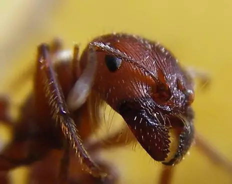 Kollektive Verstand Ameisen hören nie auf, zu beginnen