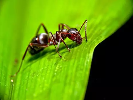 Les formigues: un al camp no és un guerrer