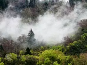 Bank Dunia memperuntukkan $ 100 juta pada penanaman hutan di China