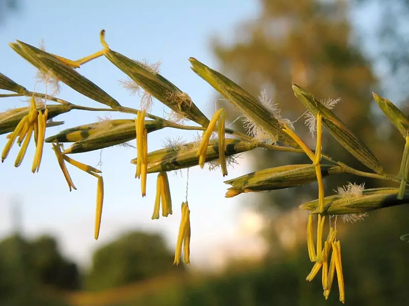 Sekva agrikultura revolucio - eternaj cerealoj jam realo