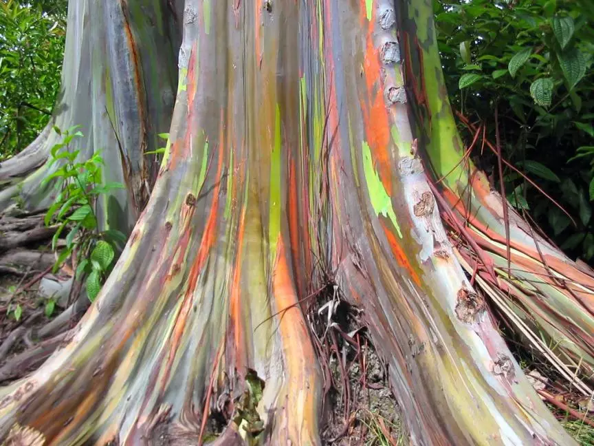 Eucalyptws wedi'i addasu'n enetig yn yr Unol Daleithiau