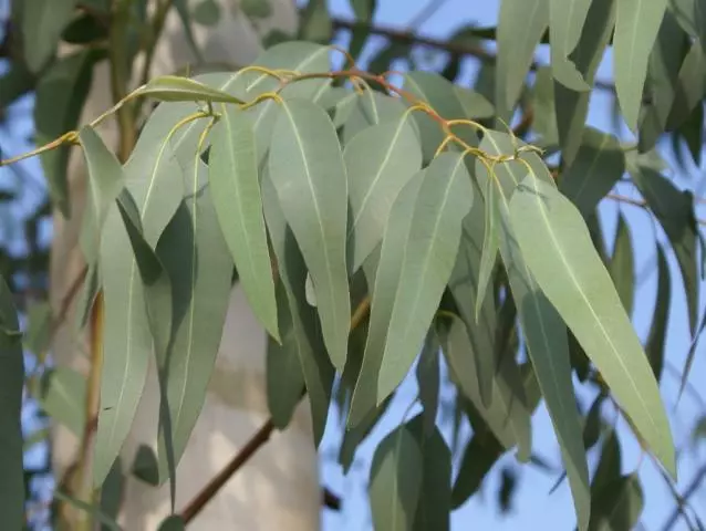 ಯೂಕಲಿಪ್ಟಸ್