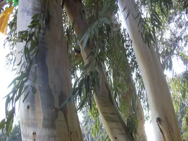 Eucalyptus