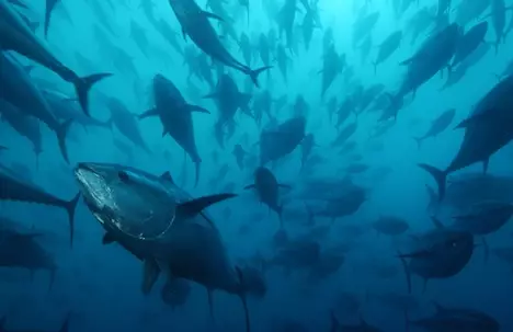 Mentő kék tonhal Afrika partján