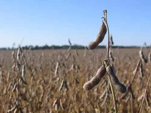 Kacang kedelai.