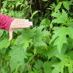 Kwaye ukusuka kwi-Nettle yenza ilaphu