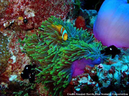 Visiwa vya Biodiversity Chagos ya hifadhi kubwa ya baharini.