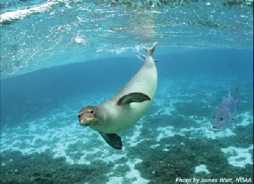 Hawaiian Seal.