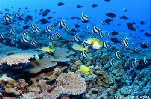 Biodiversity sa mga coral reefs