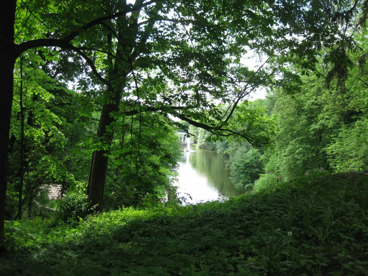 Estas árbores en Sofiyevsky Park Uman (Ucraína) Nada ameaza. Pense nas árbores no bosque que xoga diariamente á cesta da oficina para o lixo!