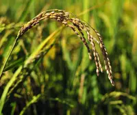 La apertura de la genética promete un aumento en el rendimiento del arroz.