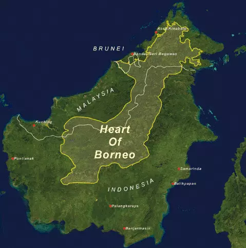 Calon Calon Borneo - Golau Earth: Coedwigoedd cyhydeddol yw'r generadur ocsigen naturiol mwyaf cynhyrchiol ar ein planed