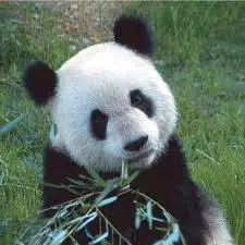 Fico. 5. Occhi e lanuginosi: l'umanità semplicemente non può lasciare questo orso cinese innocuo nella disgrazia