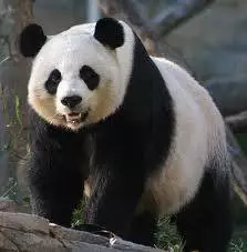 Simbolo nazionale della Cina e del simbolo ecologico dell'intero pianeta, Panda, con i suoi erbivori nelle dipendenze gastronomiche, ha tutte le possibilità di ottenere anche sul segno del movimento dei vegetariani