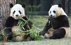 Мал. 2. Такая наша Пандовая жыццё: разгрызены бамбукавыя сцеблы, панды штодня праводзяць да 14 гадзін свайго часу