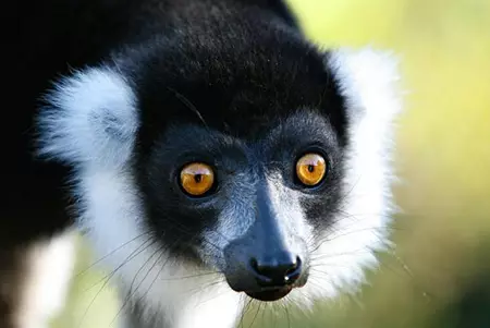 Madagascar - Paradaịs maka Lemurov
