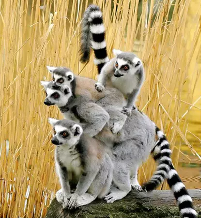 I-Madagascar -ind i-75 iintlobo ze-lemurs