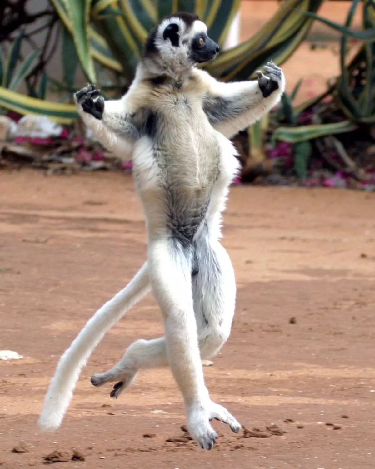 Sifaka - tans lemur