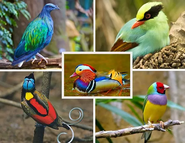 Top 5 egzotičnih "naših" ptica