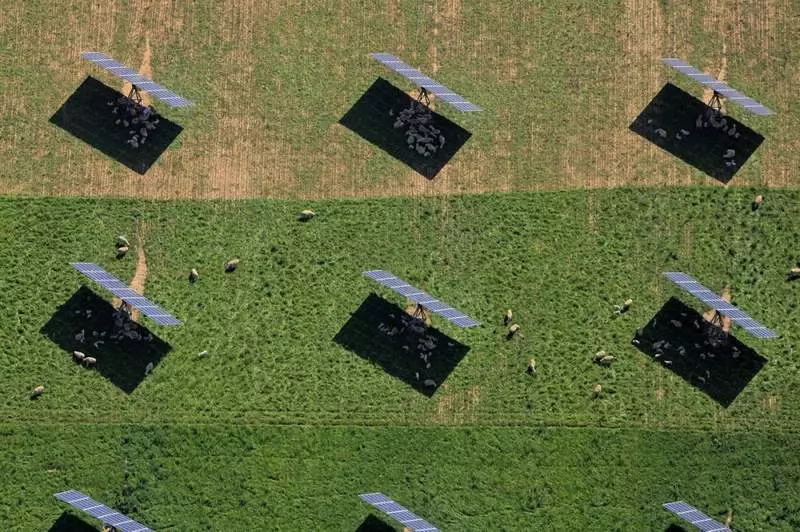 Schapen verbergen zich in de schaduw van zonnepanelen