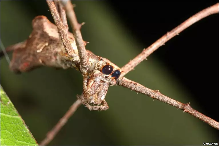 Le monde des insectes (photo). Papouasie Nouvelle Guinée