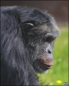 Is féidir le chimpanzees plean a phleanáil?