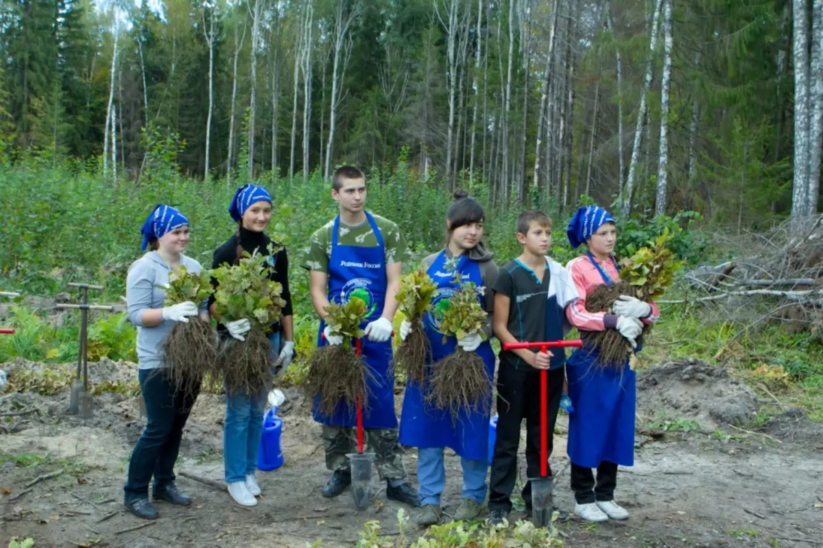 Пасадка новага лесу