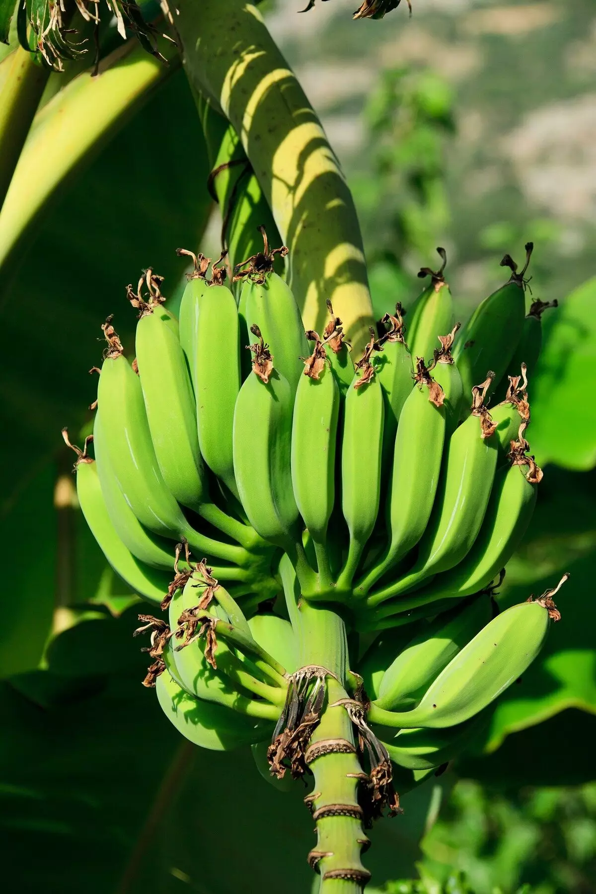 Banana umbúðir