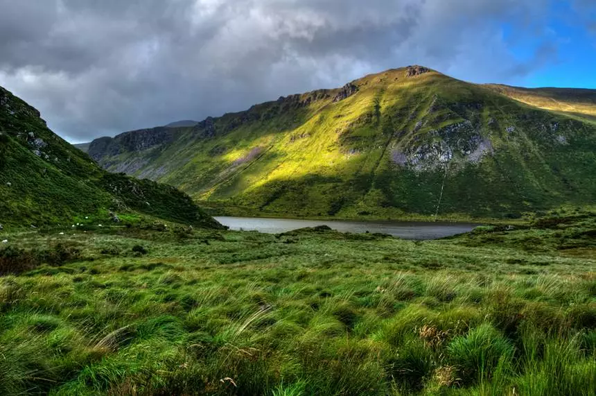 Irlandia akan menanam 440 juta pohon pada tahun 2040