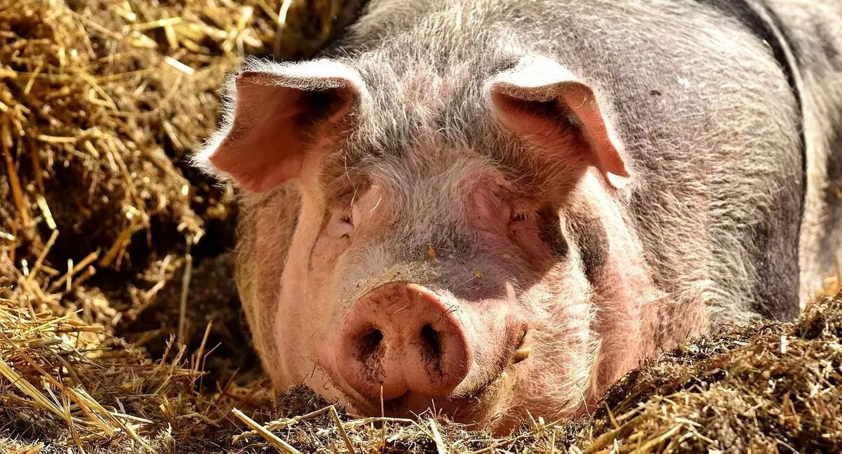 Вијетнам добија биогорива од свиња да смање емисију угљен-диоксида