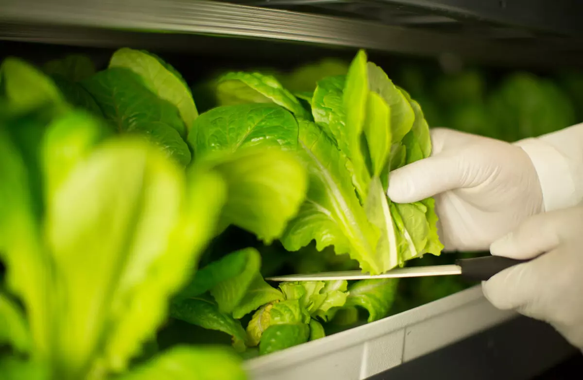 Sa Dubai, bumuo ng pinakamalaking vertical farm sa mundo